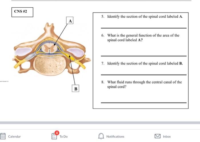 Solved 5. Identify the section of the spinal cord labeled A. | Chegg.com