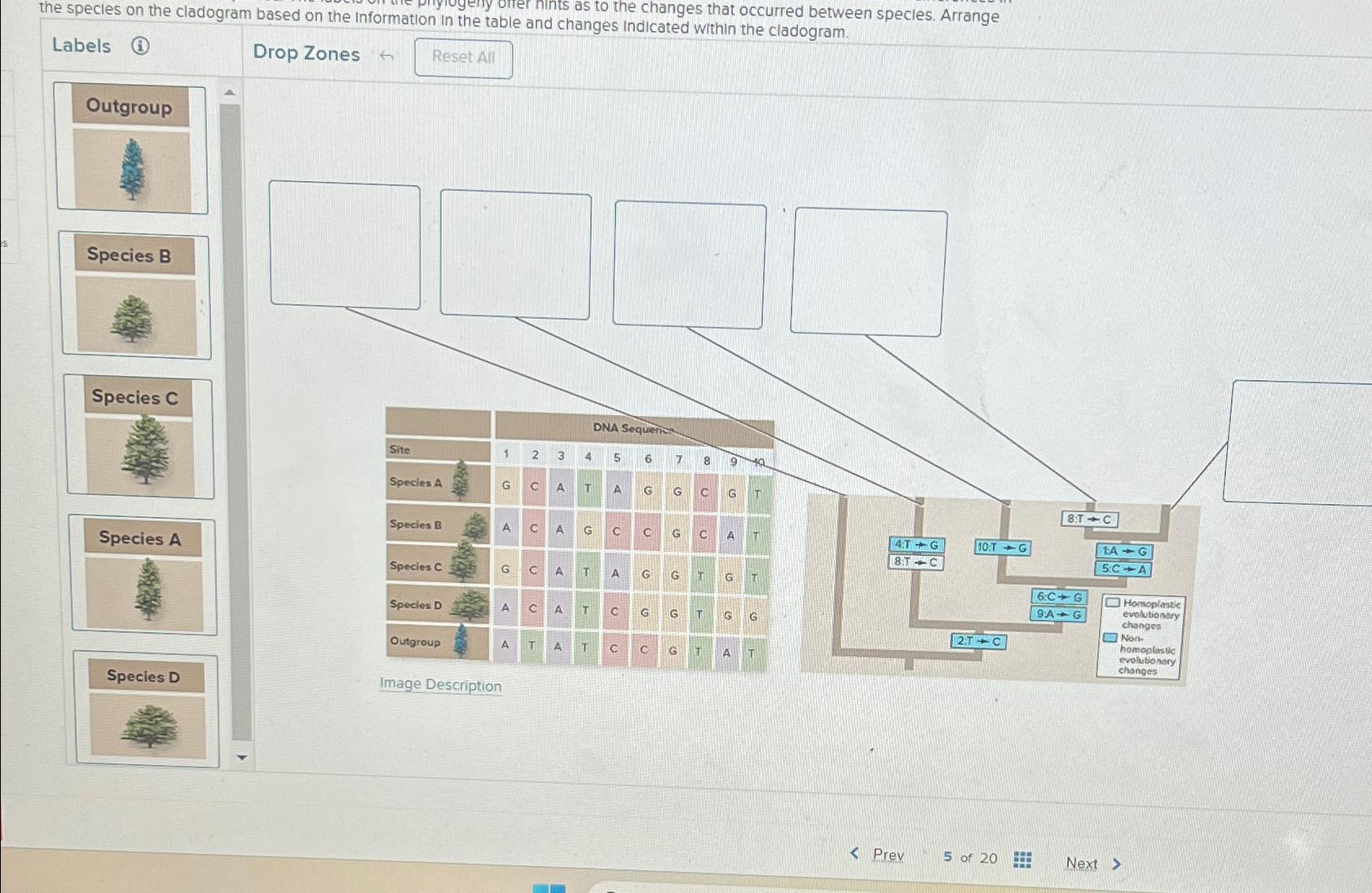 Solved the specles on the cladogram based on the information | Chegg.com