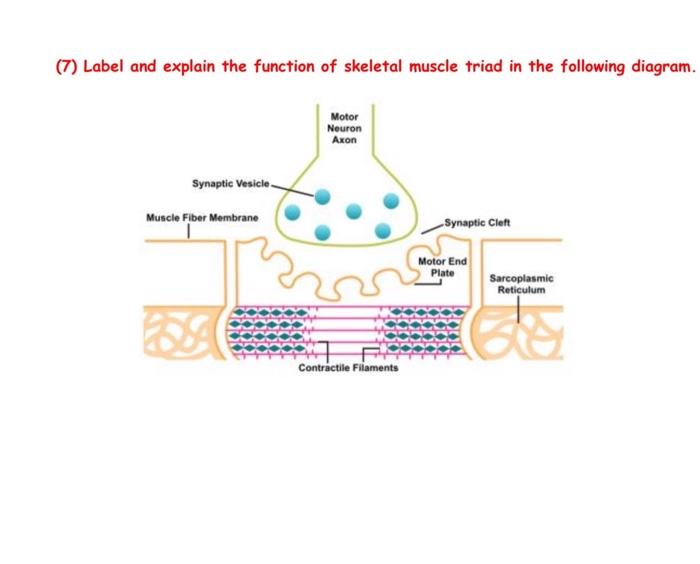 Solved (7) Label and explain the function of skeletal muscle | Chegg.com