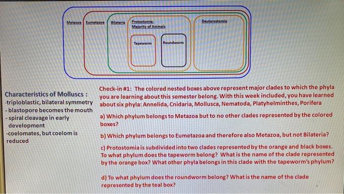 Solved Metazoa Eumetazoa Bilateria Deuterostomia Protostomia | Chegg.com
