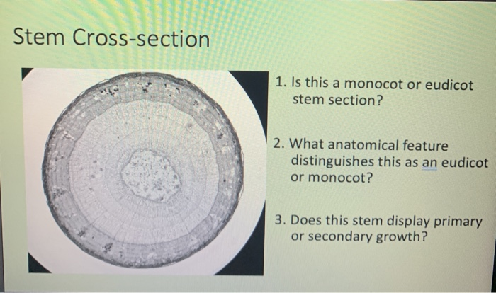 Stem Cross-section 1. Is this a monocot or eudicot | Chegg.com