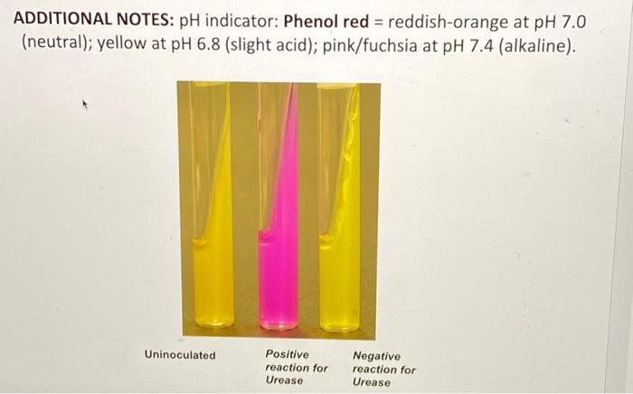 Solved EXPERIMENT 37 - Testing for Urease Production | Chegg.com