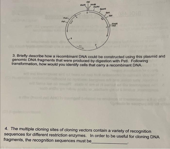 Solved 3. Briefly describe how a recombinant DNA could be | Chegg.com