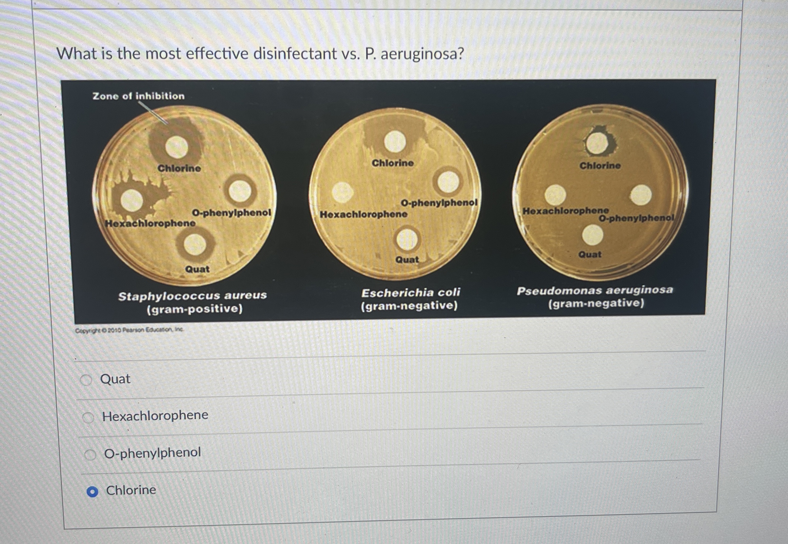 Solved What is the most effective disinfectant vs. ﻿P. | Chegg.com