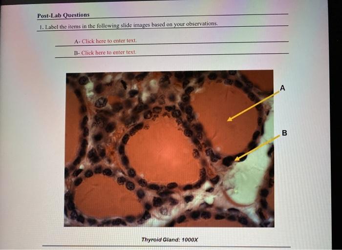 Solved Post-Lab Questions 1. Label the items in the | Chegg.com