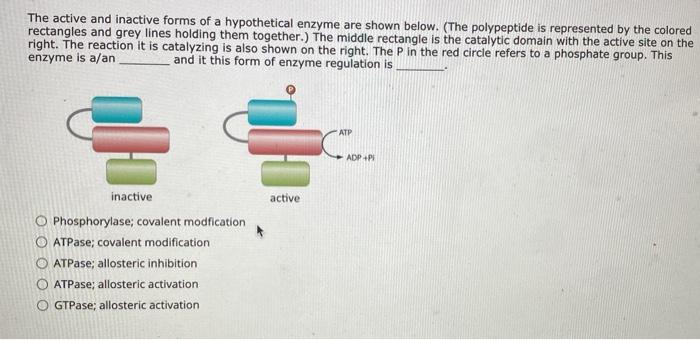 Solved The active and inactive forms of a hypothetical | Chegg.com