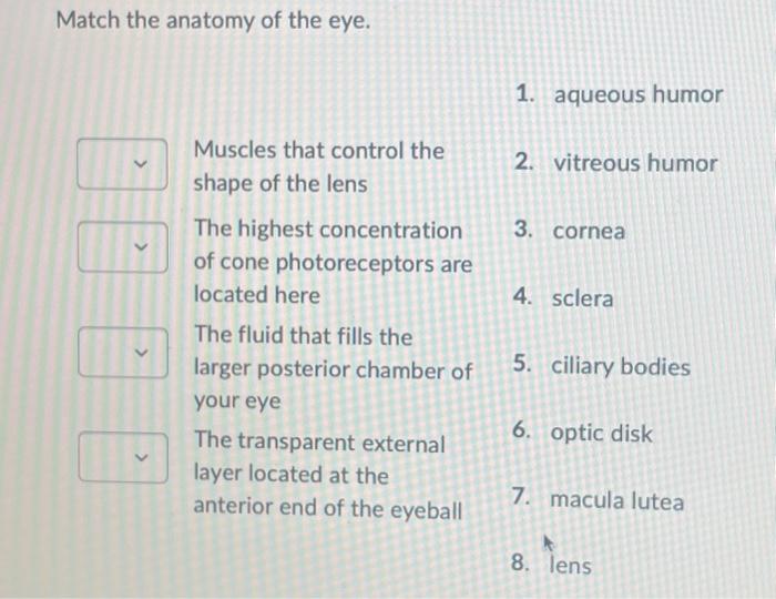 Match the anatomy of the eye. | Chegg.com