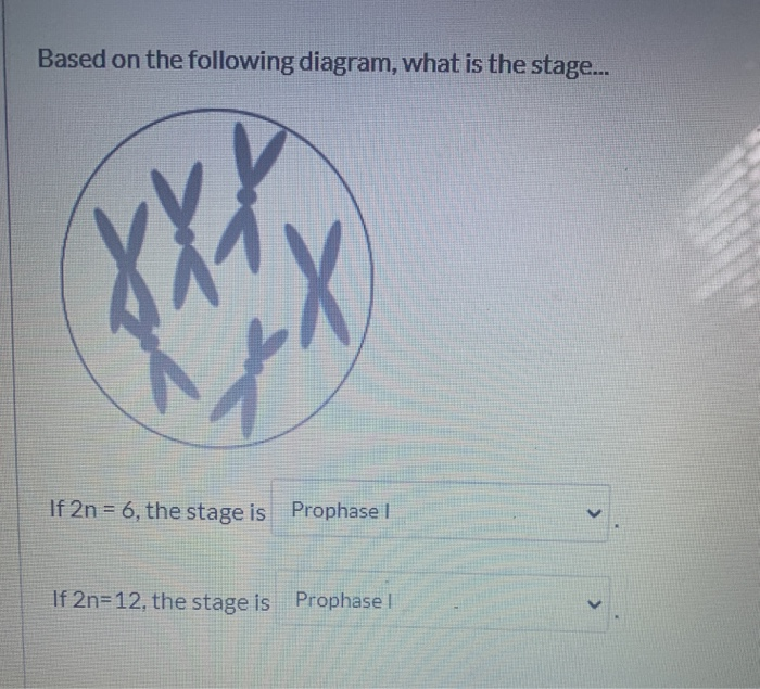 Solved Based on the following diagram, what is the stage... | Chegg.com