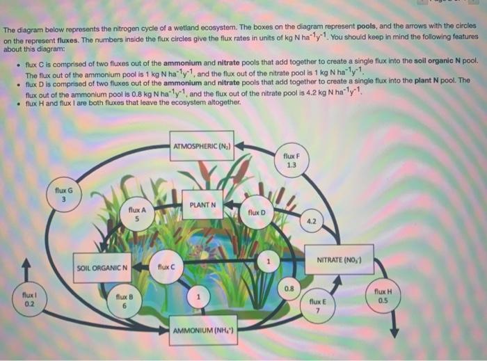 Solved The diagram below represents the nitrogen cycle of a | Chegg.com