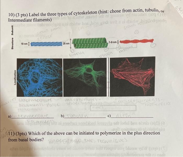 Solved 10) (3 pts) Label the three types of cytoskeleton | Chegg.com