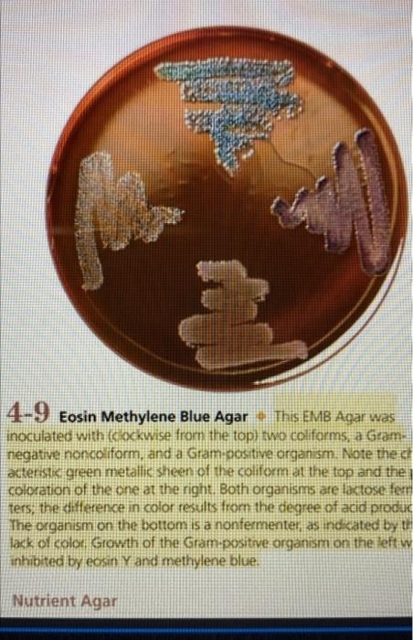 Solved Growth (P/G) EME NA Organism E. Coli EMB Growth Color | Chegg.com