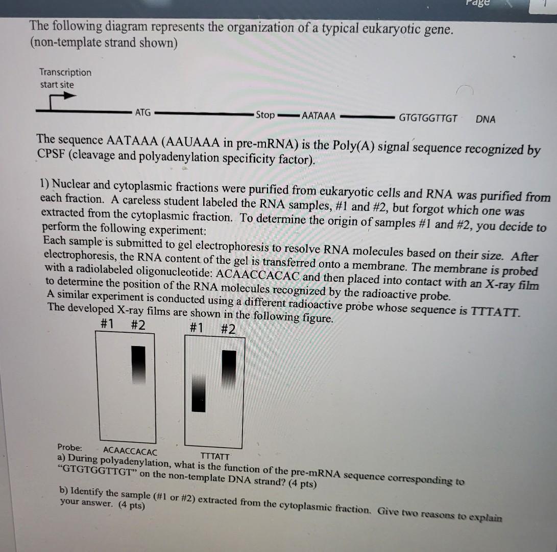 Solved The following diagram represents the organization of | Chegg.com