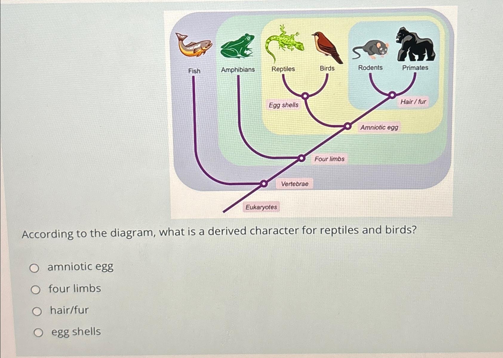 Solved According to the diagram, what is a derived character | Chegg.com
