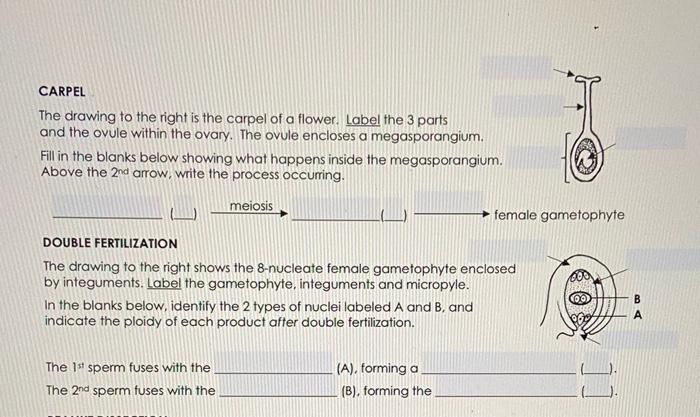 Solved CARPEL The drawing to the right is the carpel of a | Chegg.com