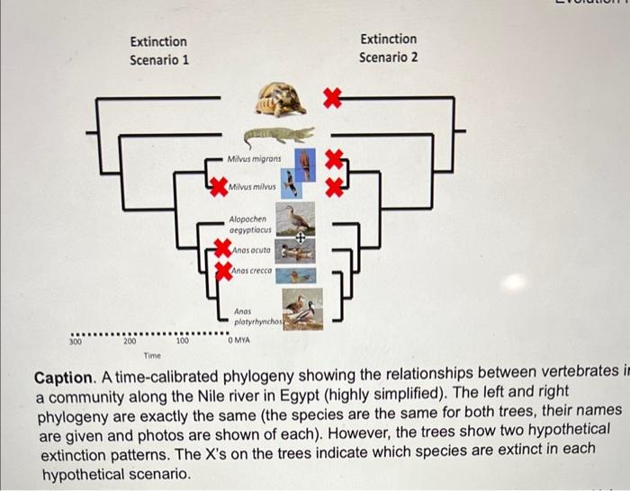 Solved Caption. A time-calibrated phylogeny showing the | Chegg.com