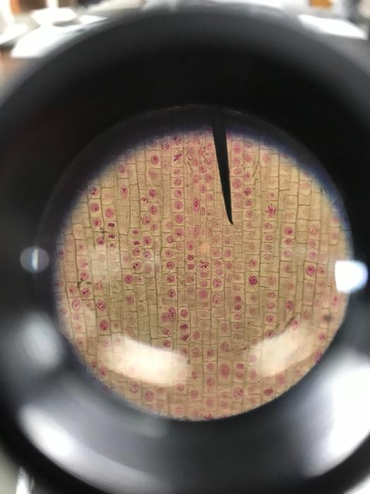 Solved In the FIELD of VIEW, count how many cells are in: # | Chegg.com