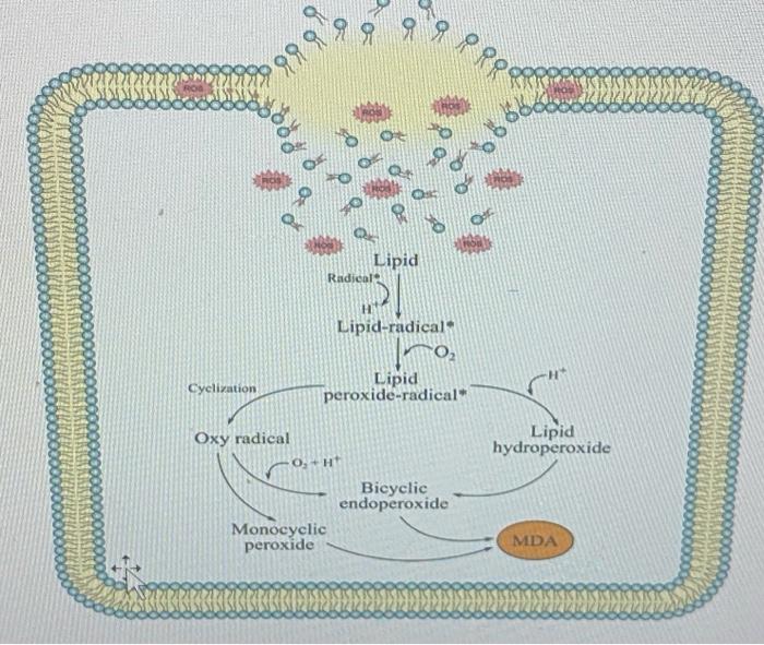 Solved Oxy radical hydroperoxide Bicyclic endoperoxide MDA | Chegg.com