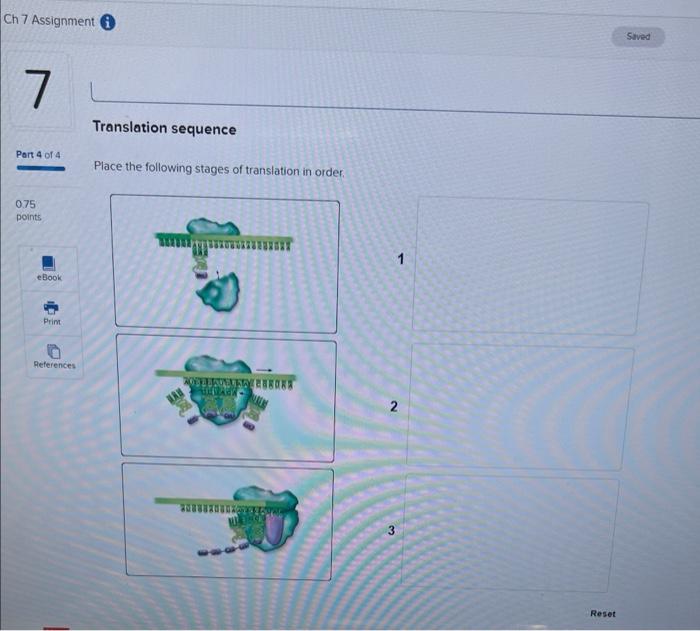 Solved Translation sequence | Chegg.com
