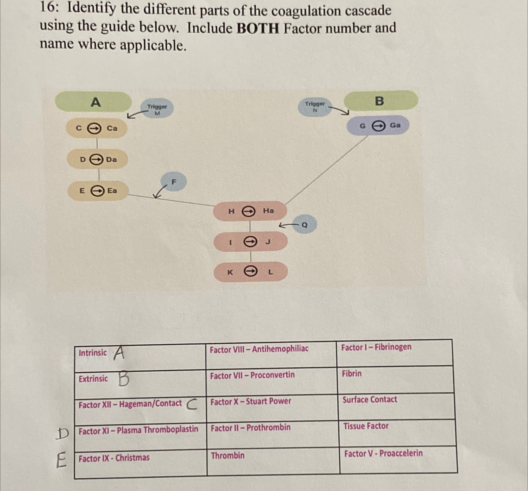 Solved 16: Identify the different parts of the coagulation | Chegg.com