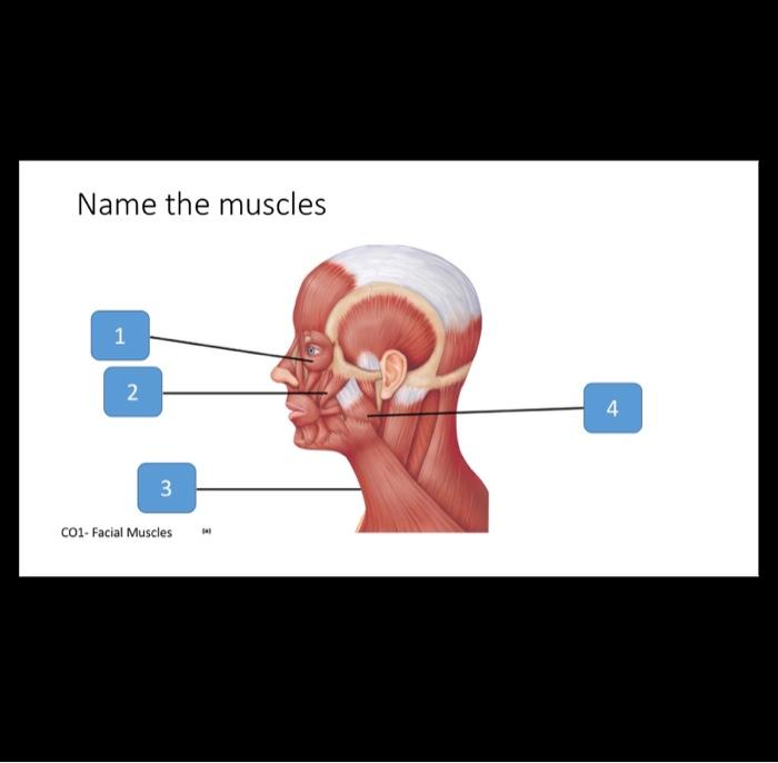 Solved Name the muscles Double tap to add title | Chegg.com