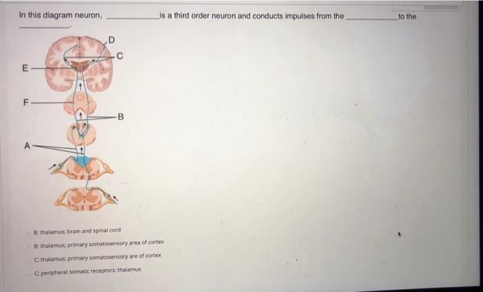 Solved In this diagram neuron, is a third order neuron and | Chegg.com