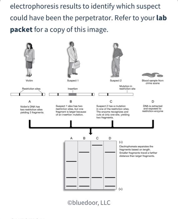 electrophoresis results to identify which suspect | Chegg.com