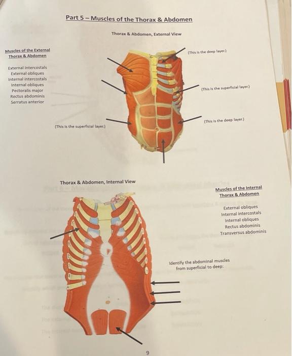 Solved Part 5 - Muscles of the Thorax & Abdomen Thorax & | Chegg.com