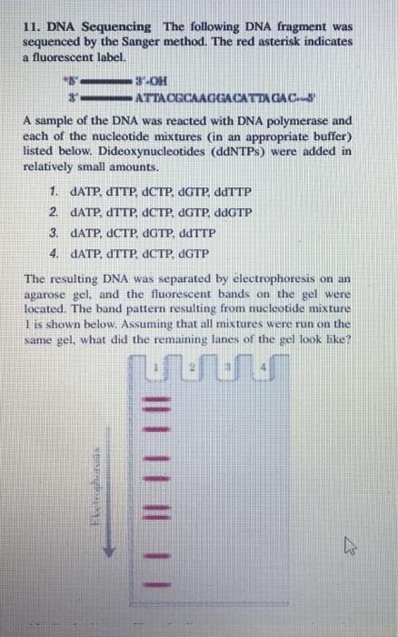 Solved 11. DNA Sequencing The following DNA fragment was | Chegg.com