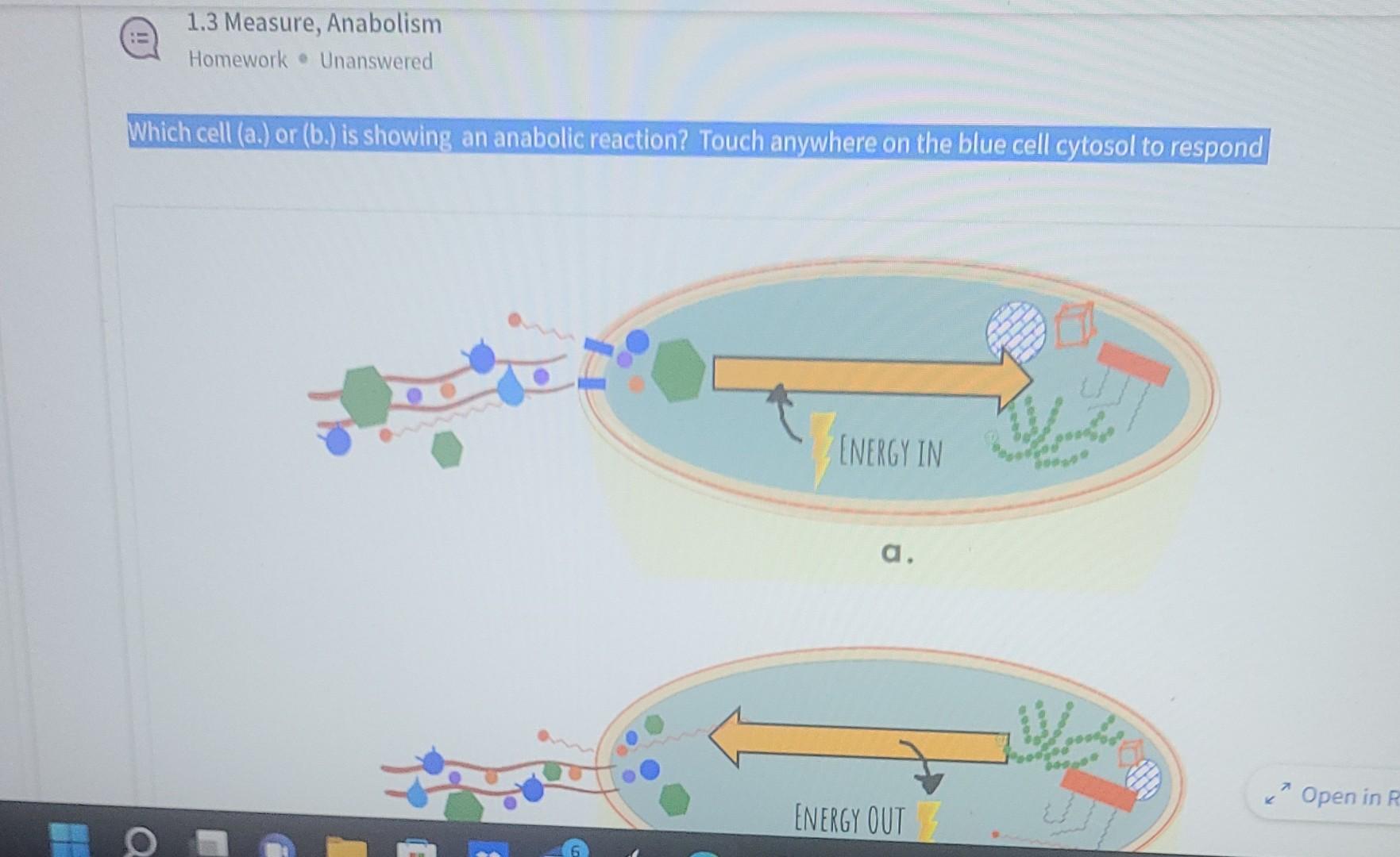 Solved Which cell (a.) or (b.) is showing an anabolic | Chegg.com