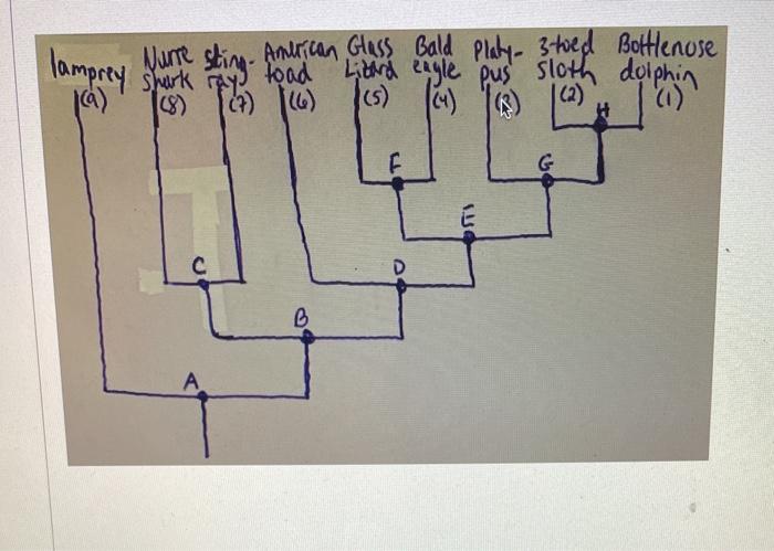 Solved Use the character matrix & cladogram below to answer | Chegg.com