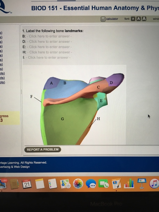 Solved BIOD 151 - Essential Human Anatomy & Phys calculator | Chegg.com