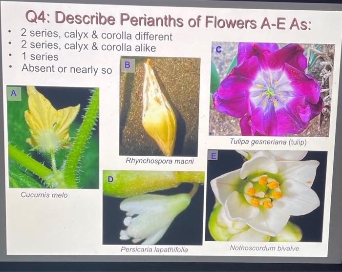 Solved Q4: Describe Perianths of Flowers A-E As: 2 series, | Chegg.com