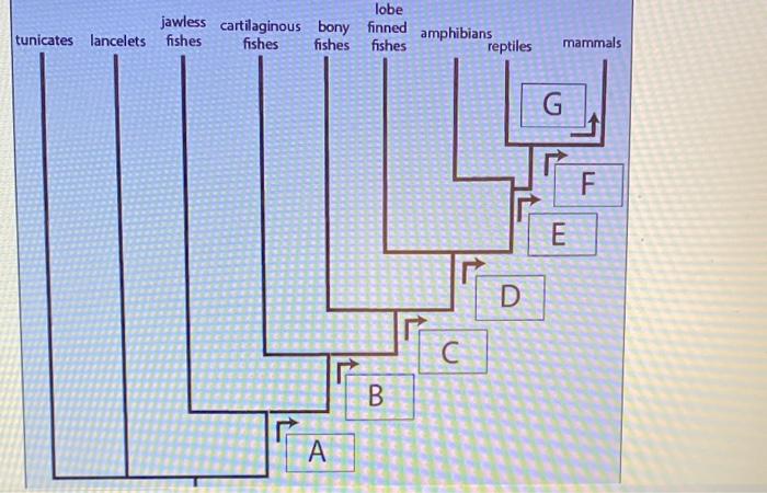 Solved Match the major features to the animals. | Chegg.com