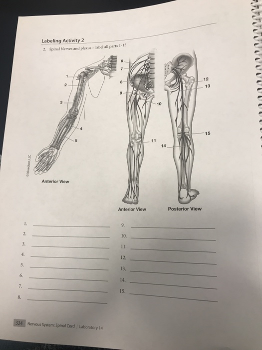 Solved SECTION: LABORATORY 14 Lab Report: Nervous System: | Chegg.com
