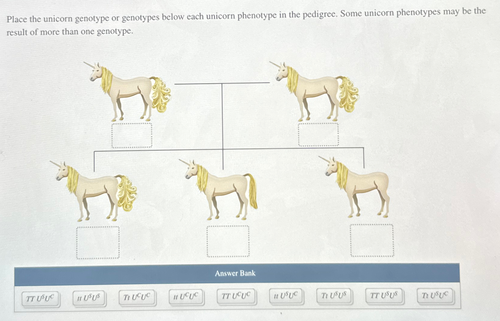 Solved Place the unicorn genotype or genotypes below each | Chegg.com