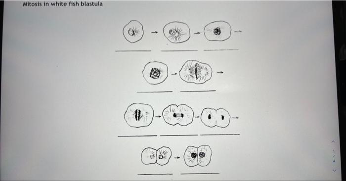 Solved Mitosis in white fish blastula | Chegg.com