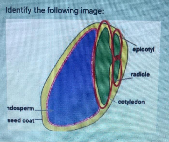 Solved Identify the following image: micropyle integument | Chegg.com
