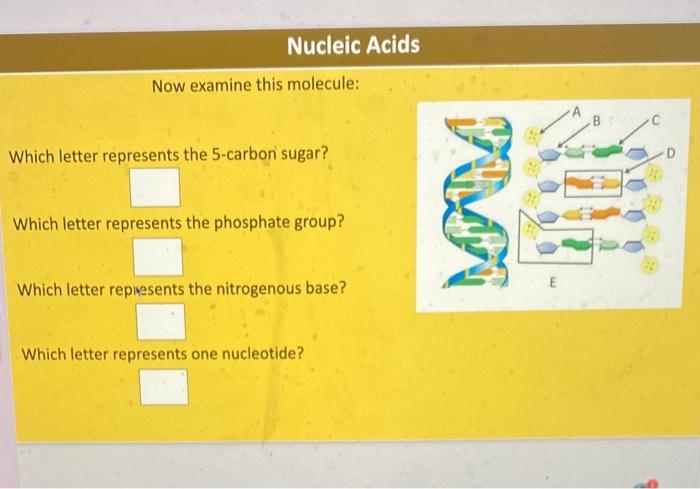 Solved Nucleic Acids Now examine this molecule: Which letter | Chegg.com