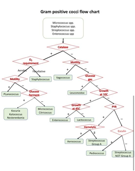 Solved observations and notes (colors, growth etc - what you | Chegg.com