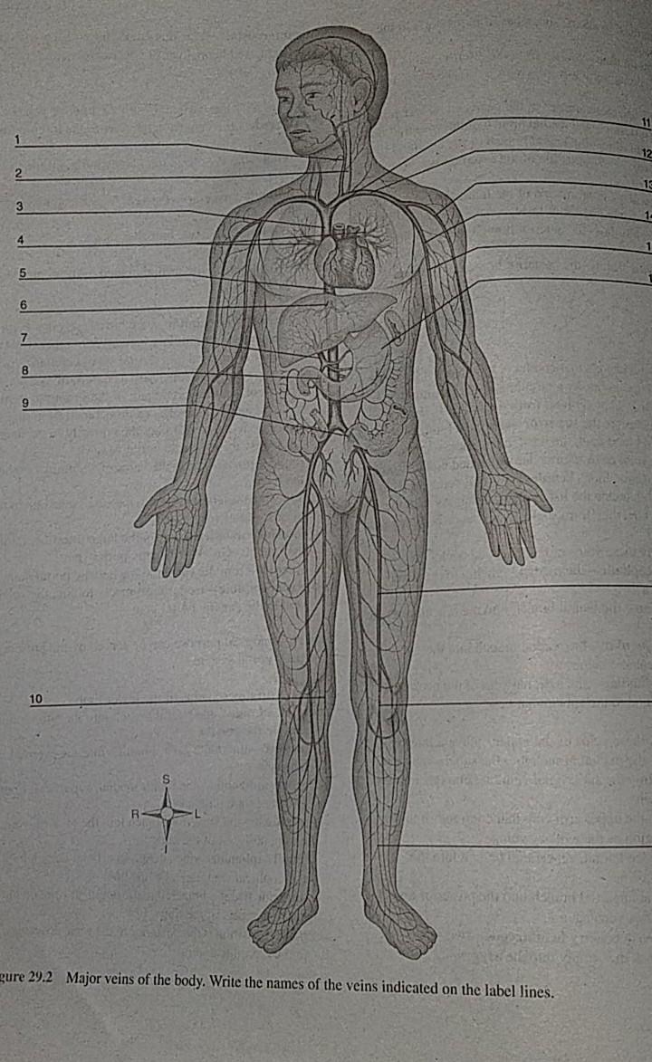 Solved 2 3 4 5 6 7 8 9 10 gure 29.2 Major veins of the body. | Chegg.com
