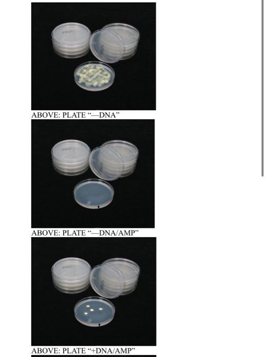 LAB REPORT NAME ARTIFICIAL TRANSFORMATION OF E. COLI | Chegg.com