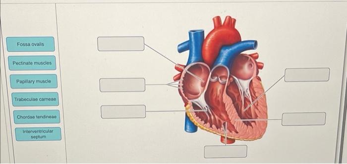 Solved Fossa ovalls Pectinate muscles Papillary muscle | Chegg.com