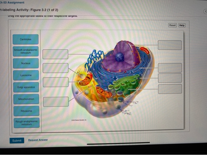 Solved Ch 03 Assignment t-labeling Activity: Figure 3.2 (1 | Chegg.com