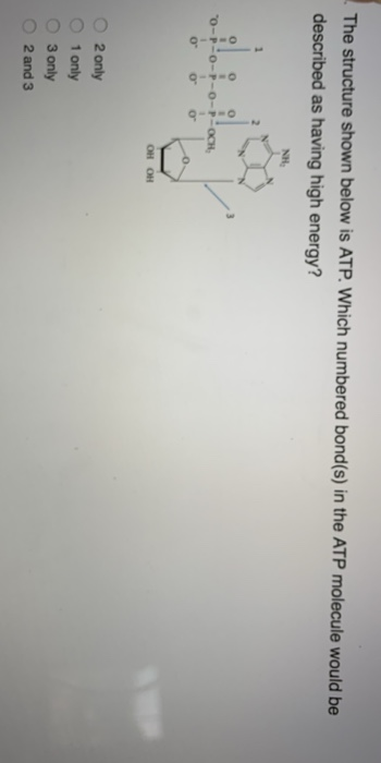 Solved The structure shown below is ATP. Which numbered | Chegg.com