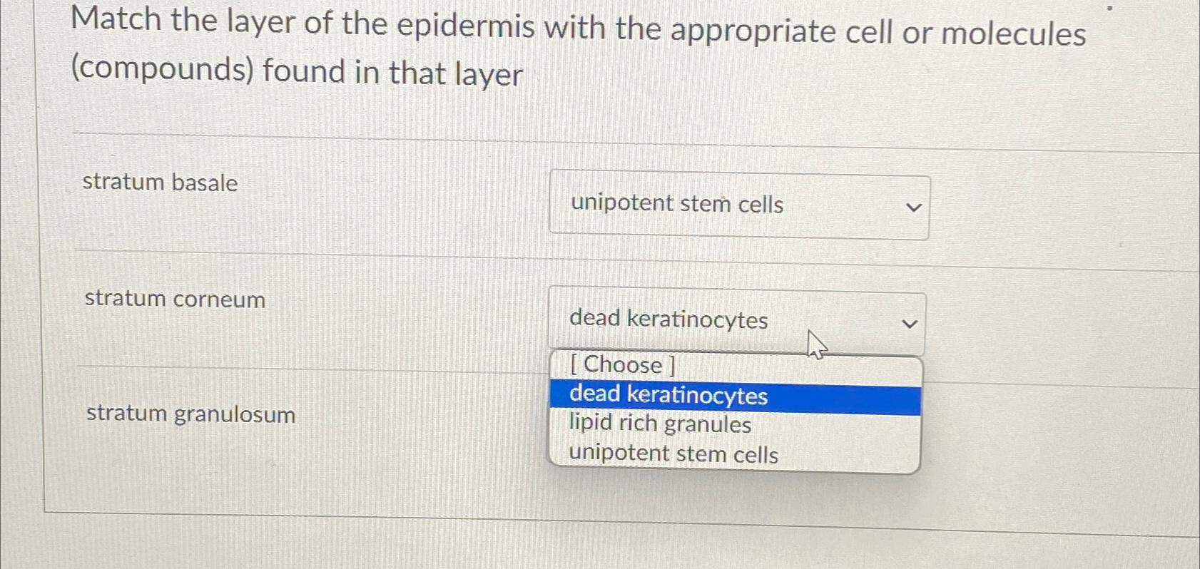 Solved Match the layer of the epidermis with the appropriate | Chegg.com
