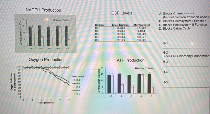 Solved NADPH Production G3P Levels Before the A. Blocks | Chegg.com