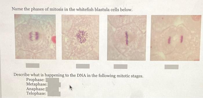 Solved Name the phases of mitosis in the whitefish blastula | Chegg.com