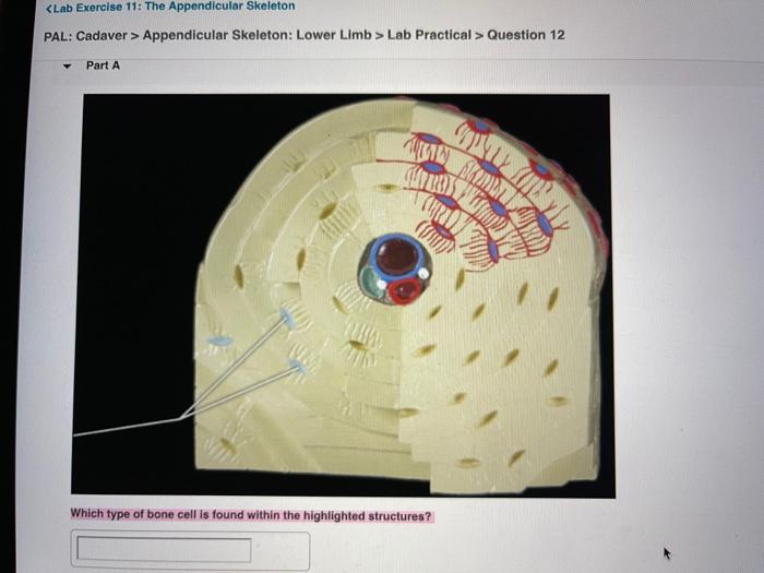 Solved Appendicular Skeleton: Lower Limb > Lab Practical > | Chegg.com Solved Appendicular Skeleton: Lower Limb > Lab Practical > | Chegg.com