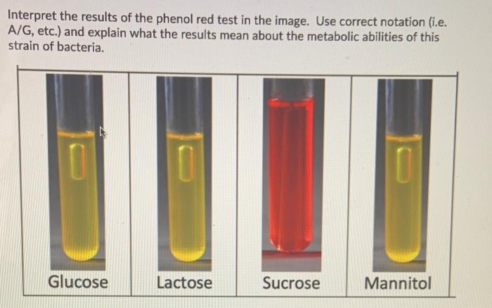 Solved Interpret the following nitrate reduction test | Chegg.com
