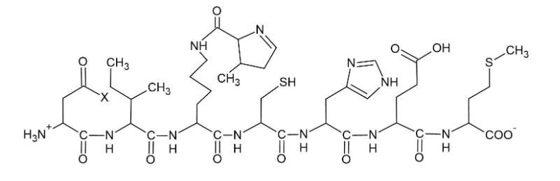 Solved translate the peptide using one letter codes | Chegg.com Solved translate the peptide using one letter codes | Chegg.com
